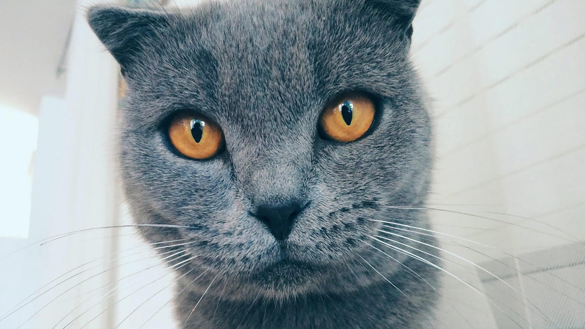 ARTICLE FACTORY: Google Photos Introduces AI-Powered Meme Creator "Me Meme"